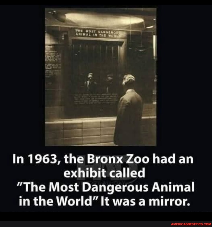 In 1963, the Bronx Zoo had an exhibit called "The Most Dangerous Animal ...