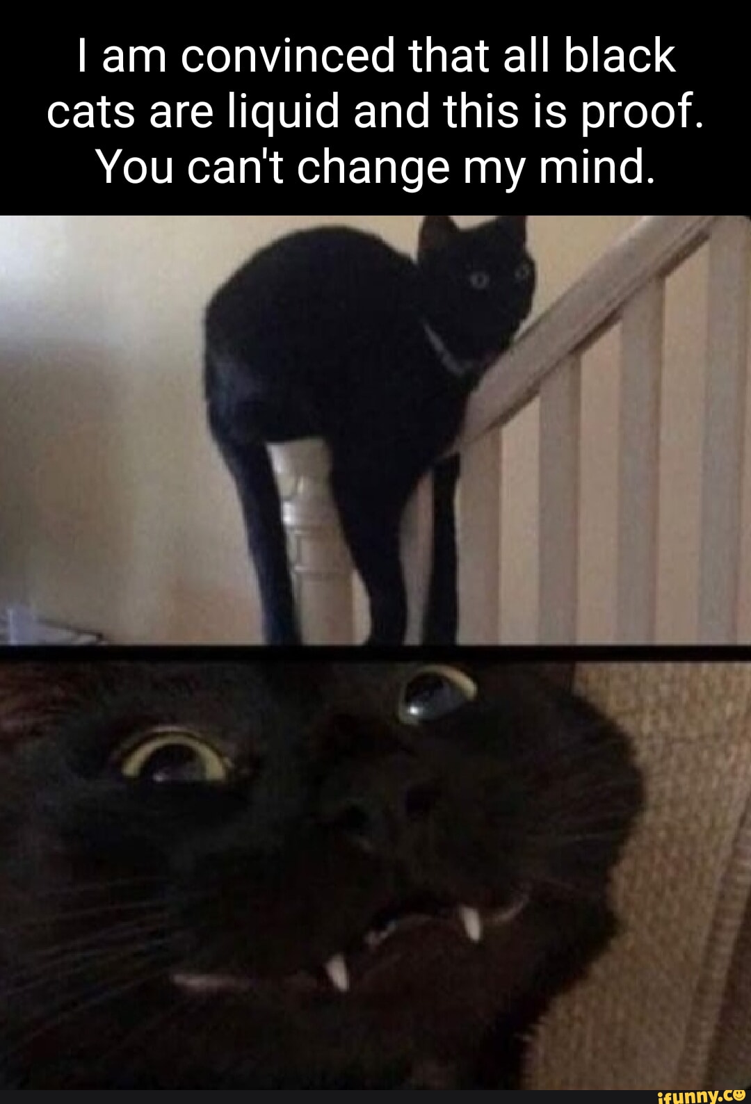 BlackCat memes. Best Collection of funny BlackCat pictures on iFunny