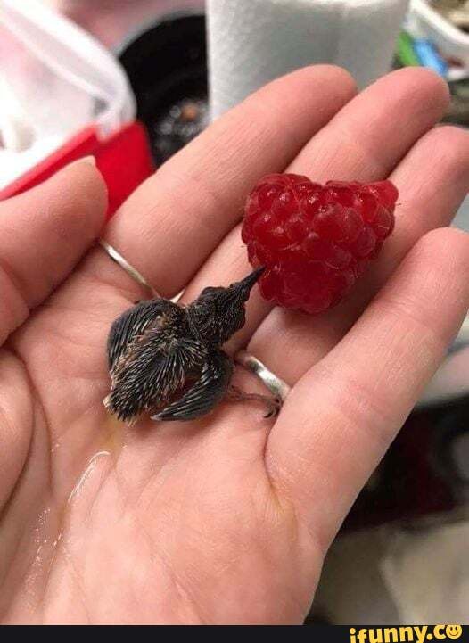 Hummingbird memes. Best Collection of funny Hummingbird pictures on iFunny