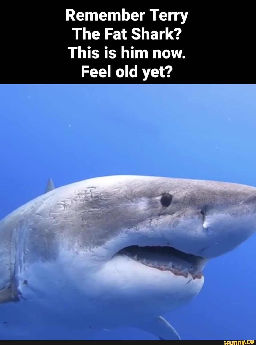 Remember Terry The Fat Shark? This is him now. Feel old yet? - iFunny