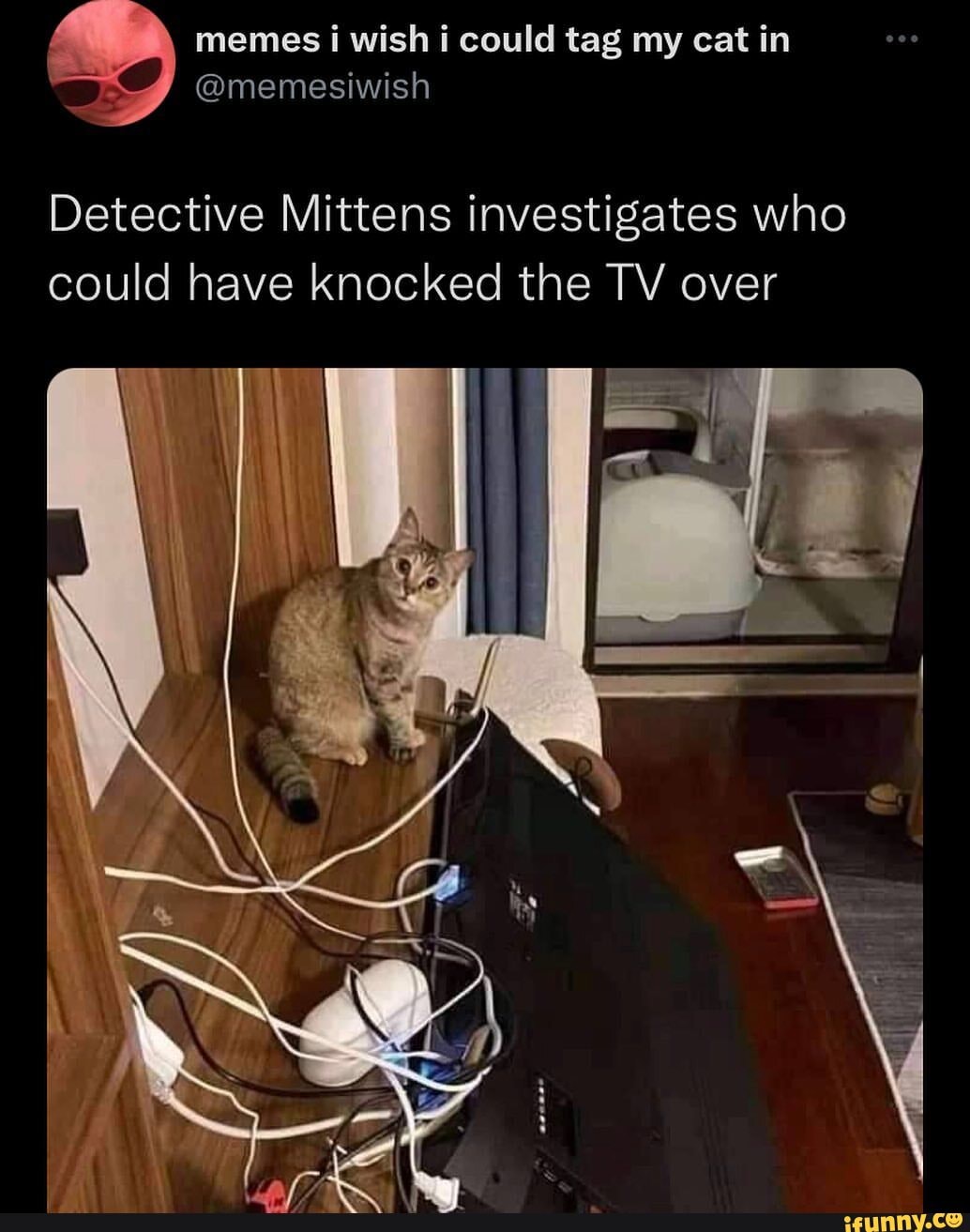 Memes wish could tag my cat in @memesiwish Detective Mittens ...