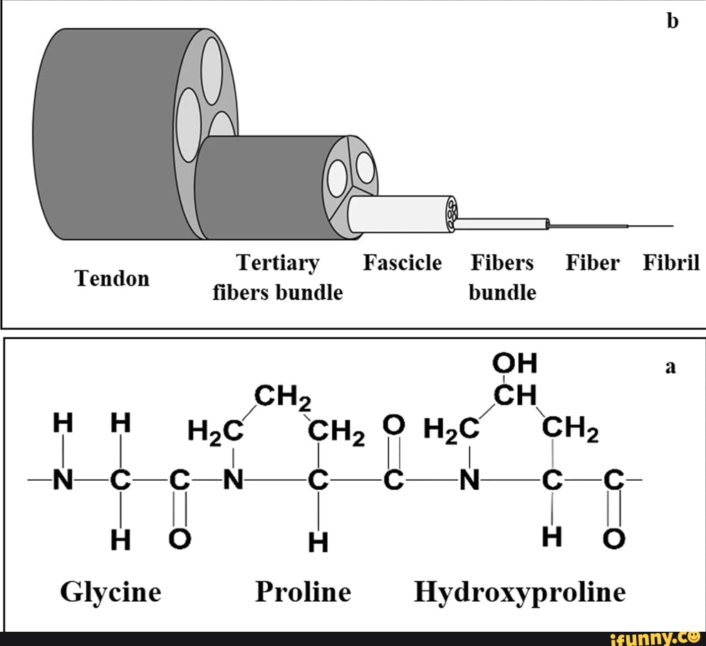 Collagen (broadly) forms triple helices, which then form into fibrils ...