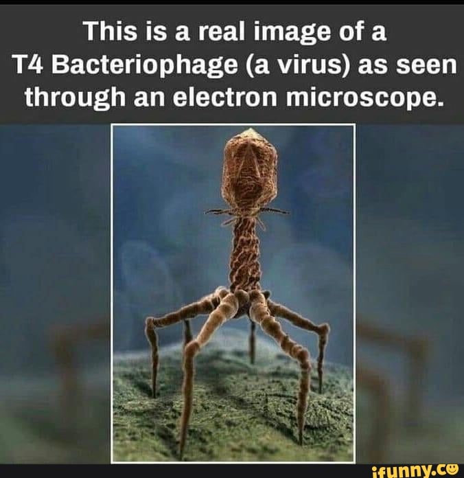 This is a real image of a T4 Bacteriophage (a virus) as seen through an ...