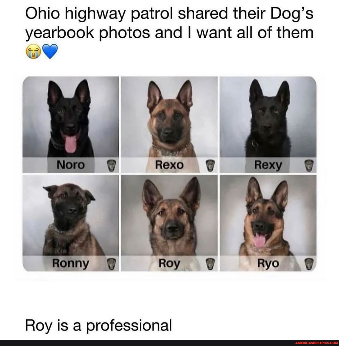 🐶 - Ohio highway patrol shared their Dog's yearbook photos and I want ...