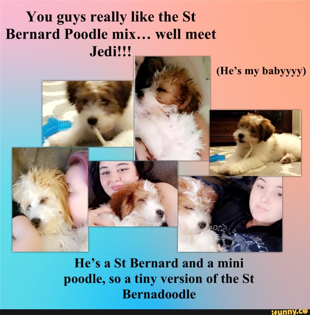 Bernadoodle memes. Best Collection of funny Bernadoodle pictures on iFunny