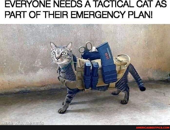 EVERYONE NEEDS A TACTICAL CAT AS PART OF THEIR EMERGENCY PLAN ...