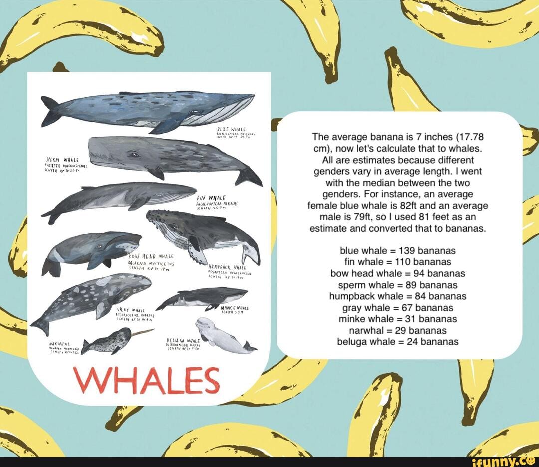 The average banana is 7 inches (17.78 cm), now let's calculate that to ...