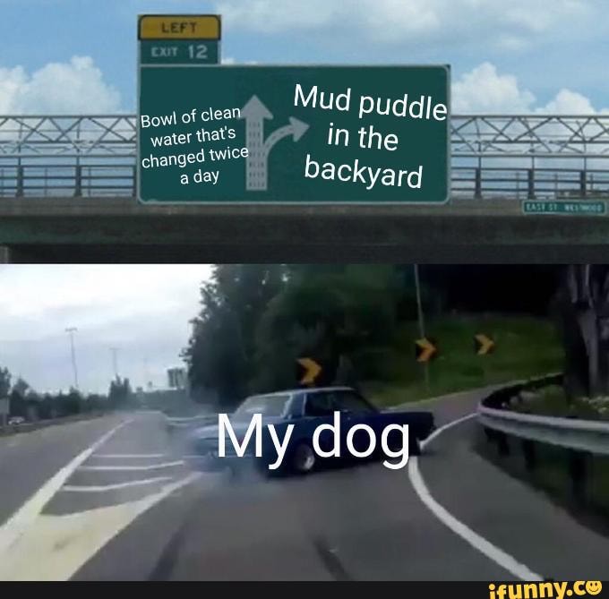 Mud puddle in the backyard My dog - iFunny