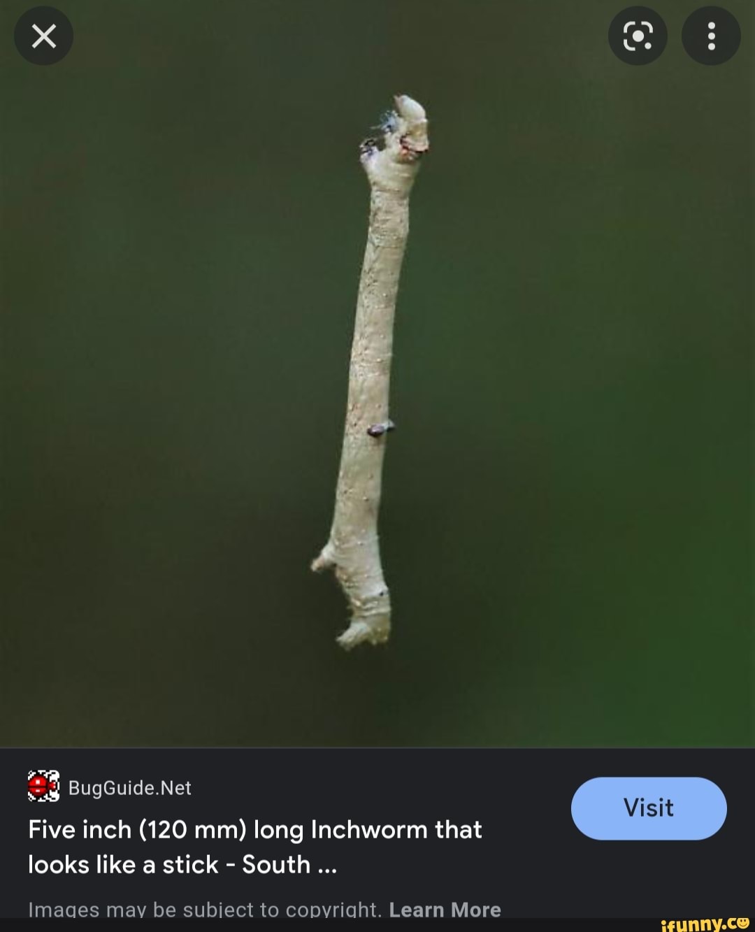 Inchworm memes. Best Collection of funny Inchworm pictures on iFunny