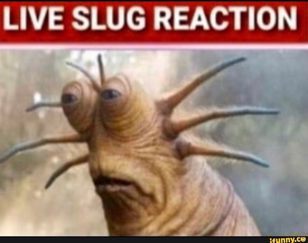 LIVE SLUG REACTION - iFunny