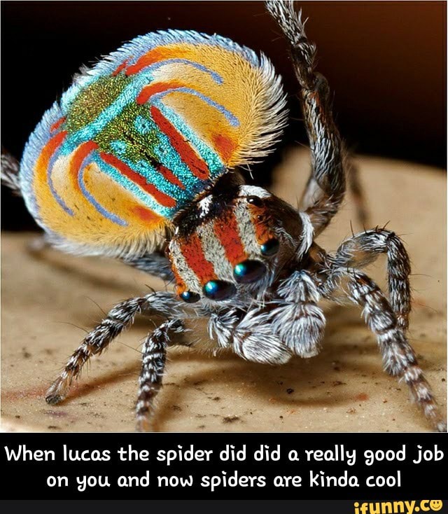 When lucas the spider did did o really] good job on gov. and now ...