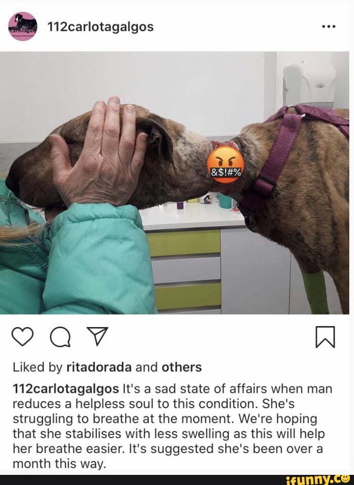 Galgo memes. Best Collection of funny Galgo pictures on iFunny