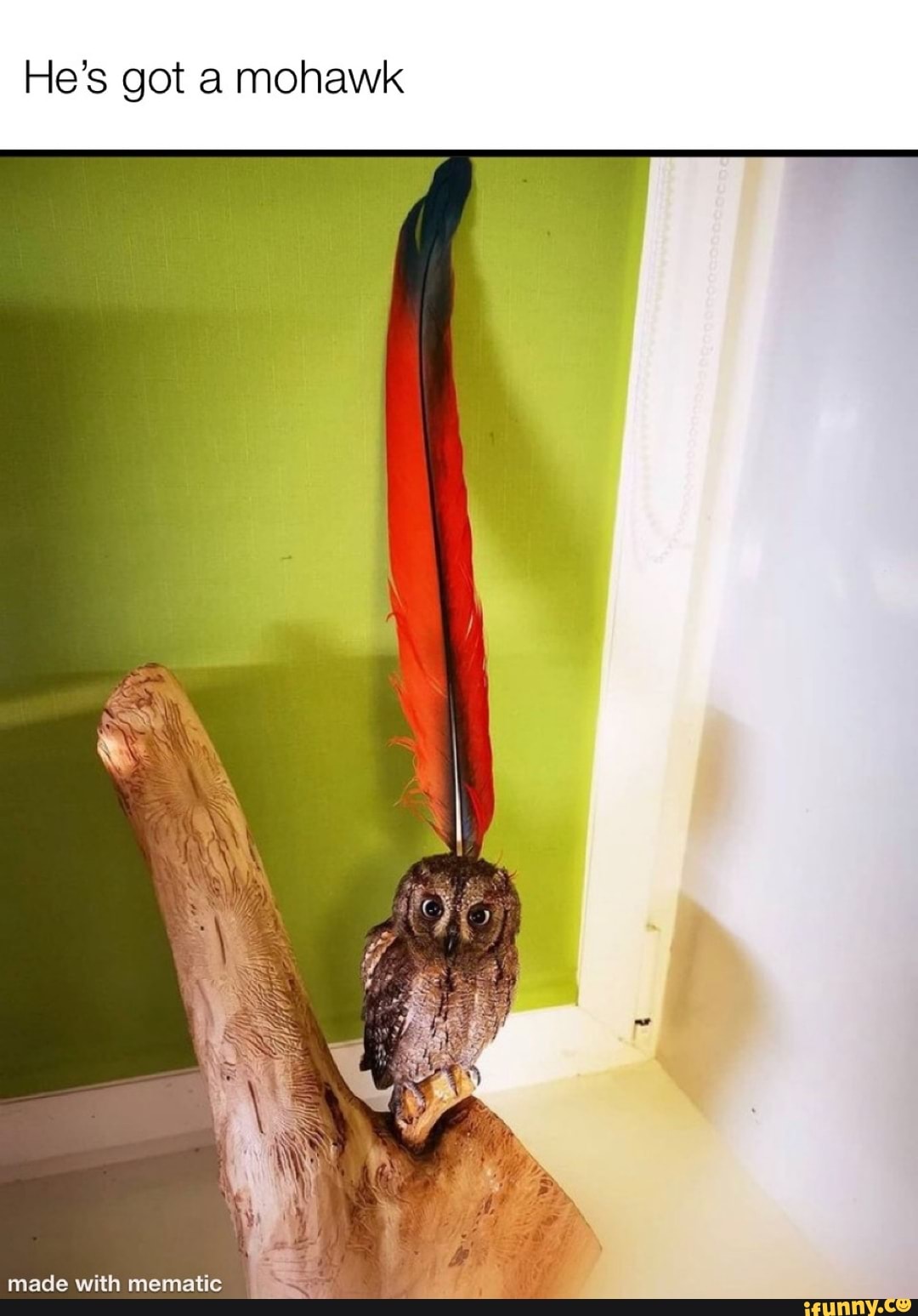 He's got a mohawk - iFunny