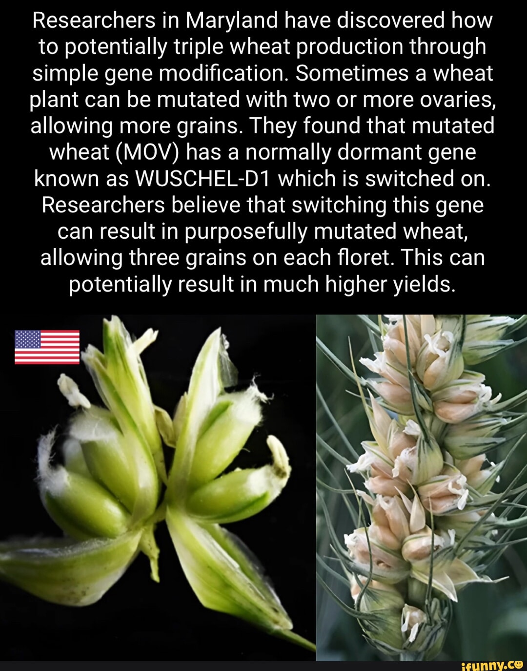 Researchers in Maryland have discovered how to potentially triple wheat ...