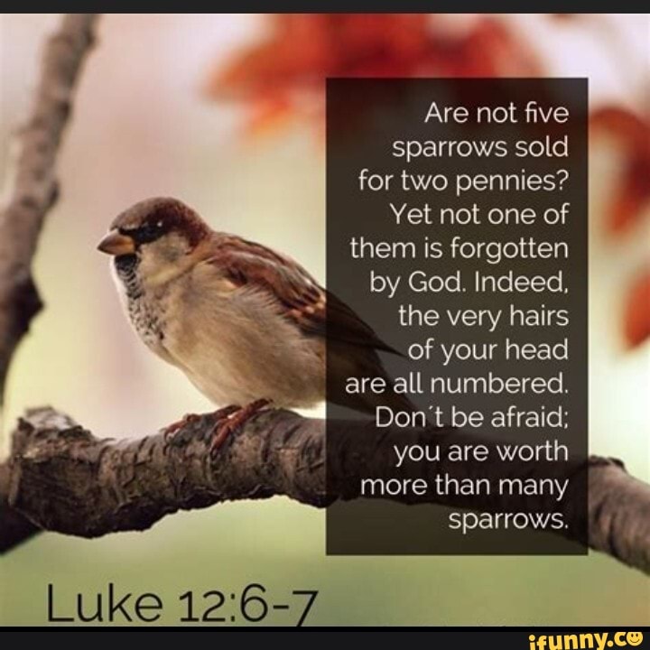 Are not five sparrows sold for two pennies? Yet not one of them is ...