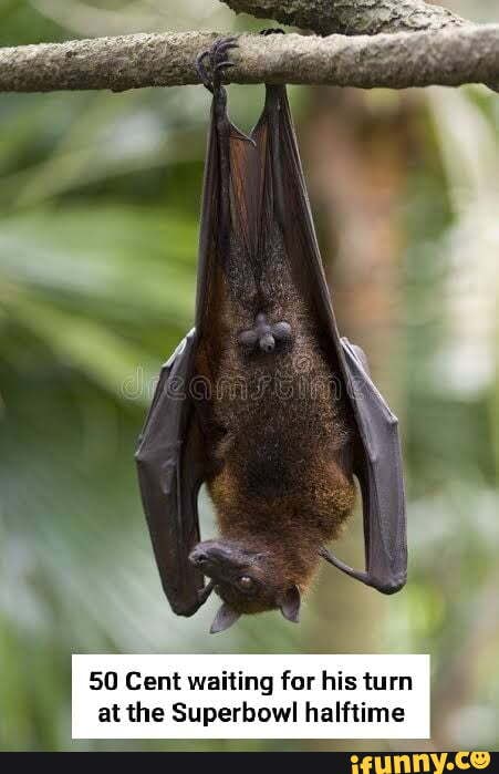 Large_flying_fox memes. Best Collection of funny Large_flying_fox ...