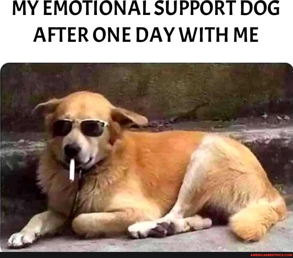 MY EMOTIONAL SUPPORT DOG AFTER ONE DAY WITH ME - America’s best pics ...