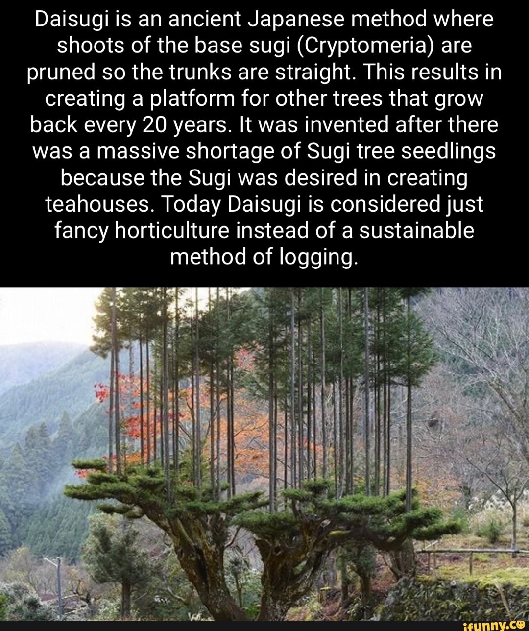 Daisugi is an ancient Japanese method where shoots of the base sugi ...