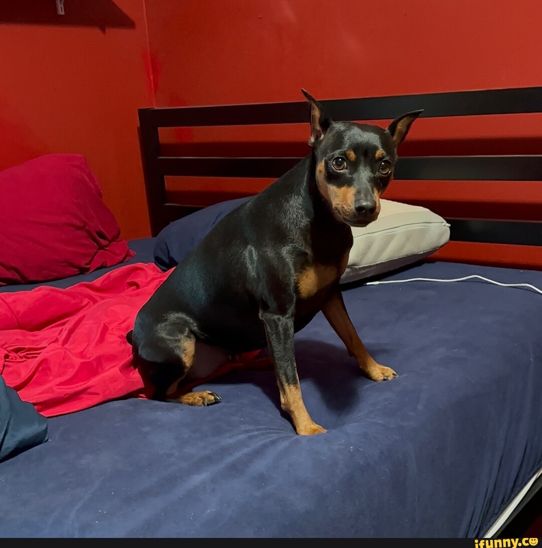 Miniature_pinscher memes. Best Collection of funny Miniature_pinscher ...