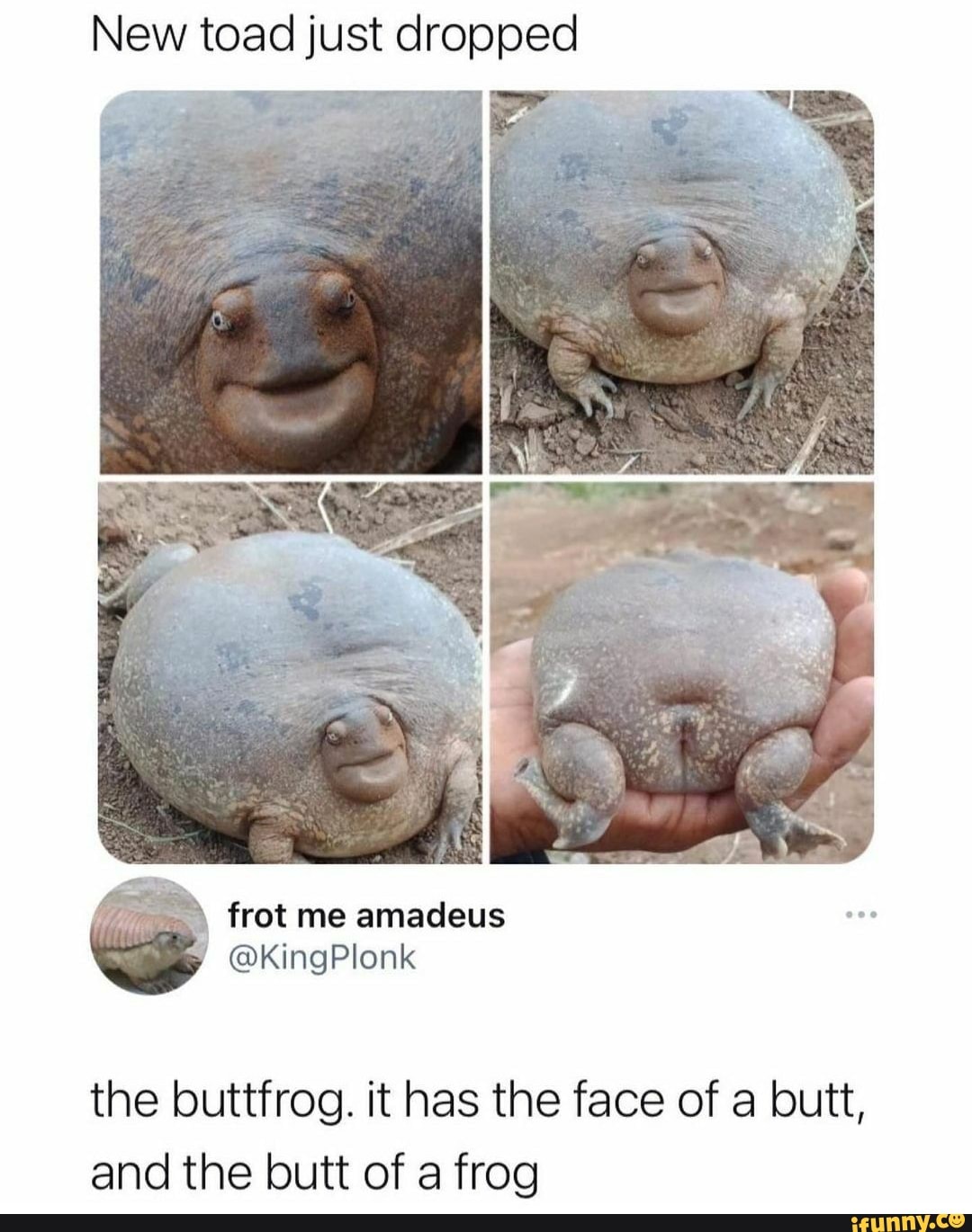 Buttfrog memes. Best Collection of funny Buttfrog pictures on iFunny