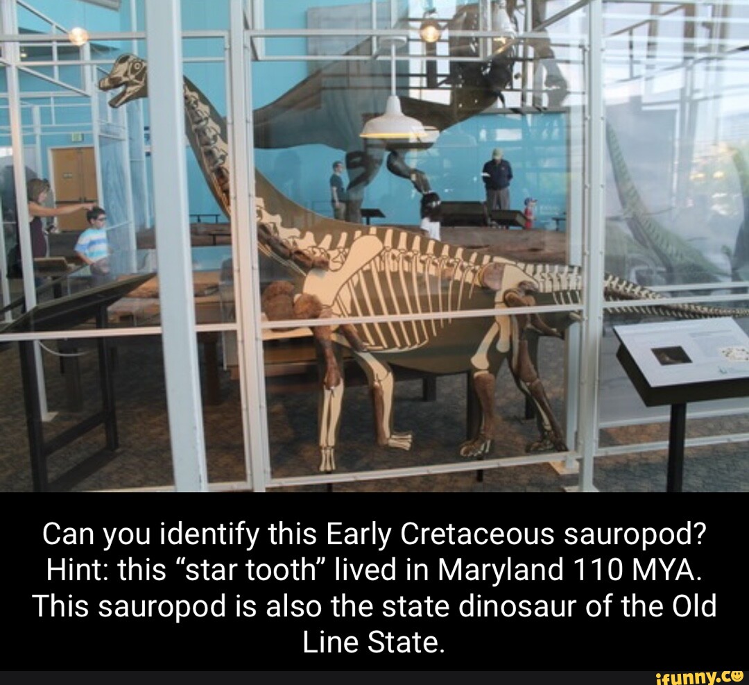 Can you identify this Early Cretaceous sauropod? Hint: this "star tooth ...