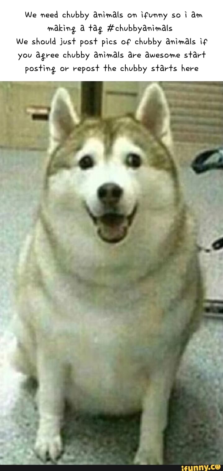 Chubbyanimals memes. Best Collection of funny Chubbyanimals pictures on ...