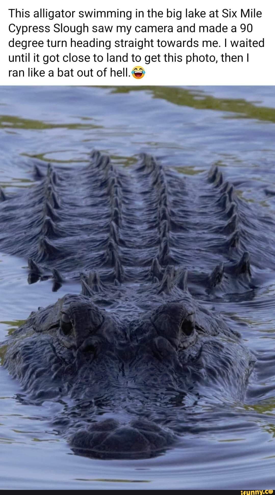 Slough memes. Best Collection of funny Slough pictures on iFunny