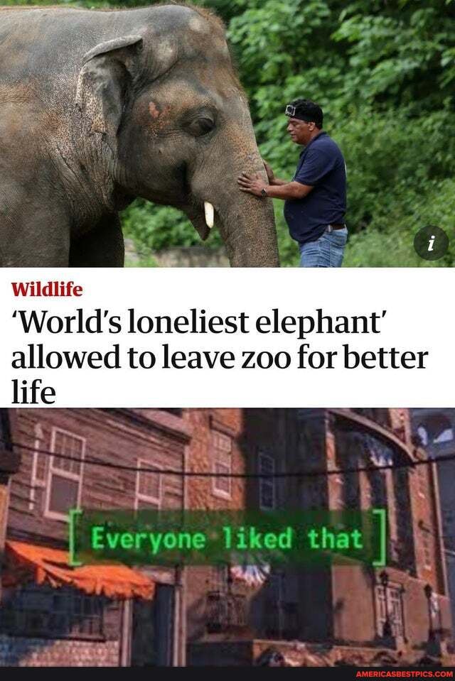 #wholesome_memes #meme #memes - Wildlife 'World's loneliest elephant ...