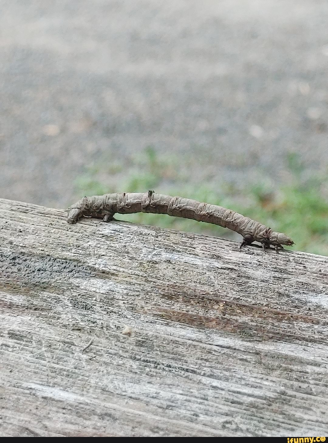 Inchworm memes. Best Collection of funny Inchworm pictures on iFunny