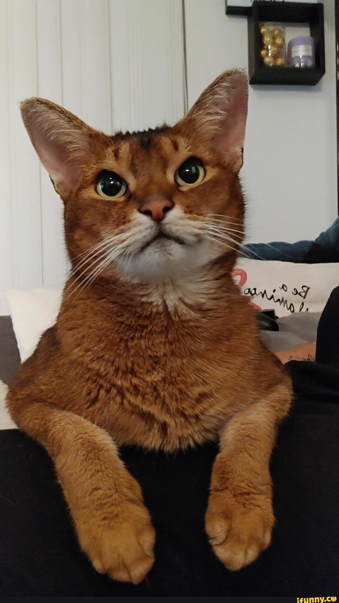 0w0 memes. Best Collection of funny 0w0 pictures on iFunny