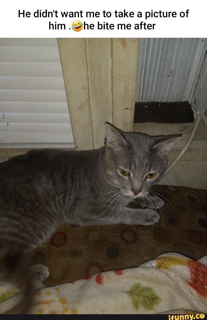 He didn't want me to take a picture of him .@he bite me after - iFunny