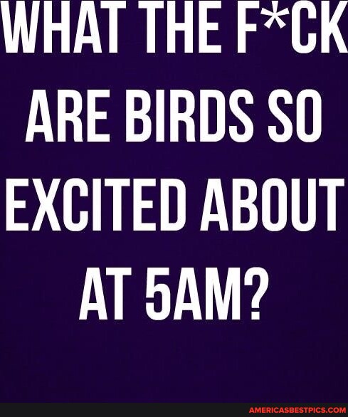 WHAT THE F*CK ARE BIRDS SO EXCITED ABOUT AT - America’s best pics and ...