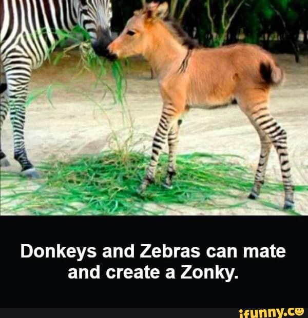 Zonky memes. Best Collection of funny Zonky pictures on iFunny