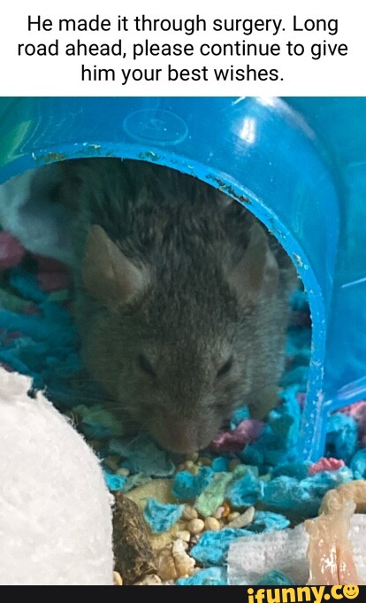 Mouseposting memes. Best Collection of funny Mouseposting pictures on ...