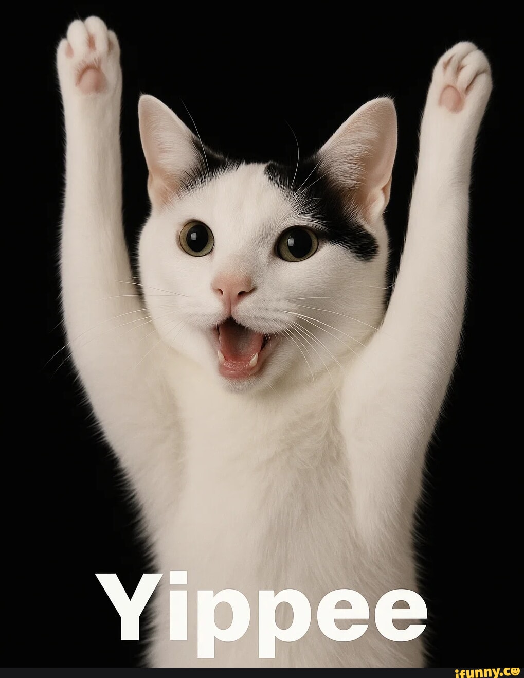 Yipee memes. Best Collection of funny Yipee pictures on iFunny