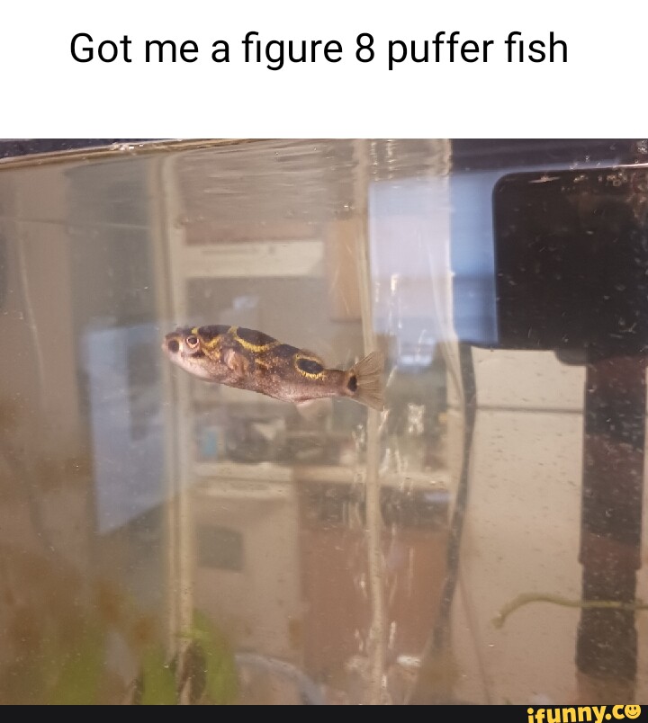 Puffer memes. Best Collection of funny Puffer pictures on iFunny