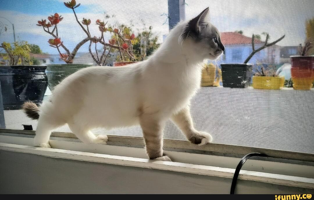 Ragdoll_kitten memes. Best Collection of funny Ragdoll_kitten pictures ...