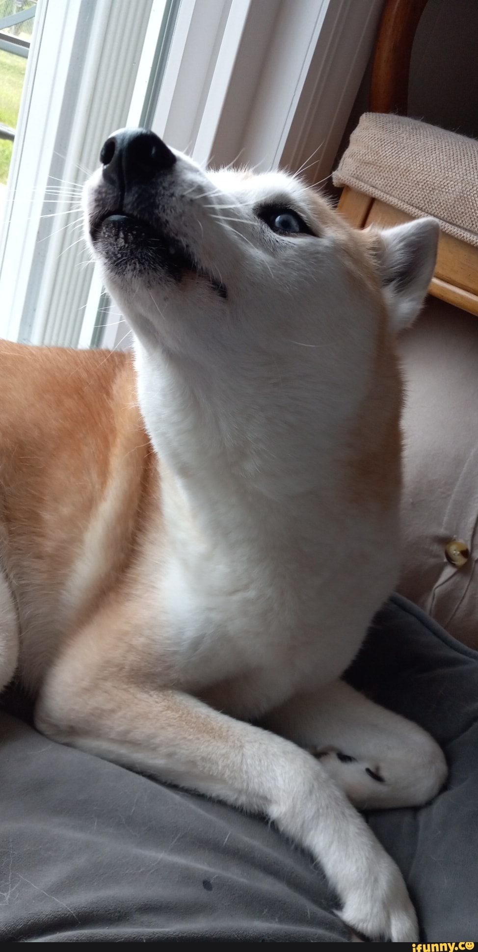 Awoooo memes. Best Collection of funny Awoooo pictures on iFunny