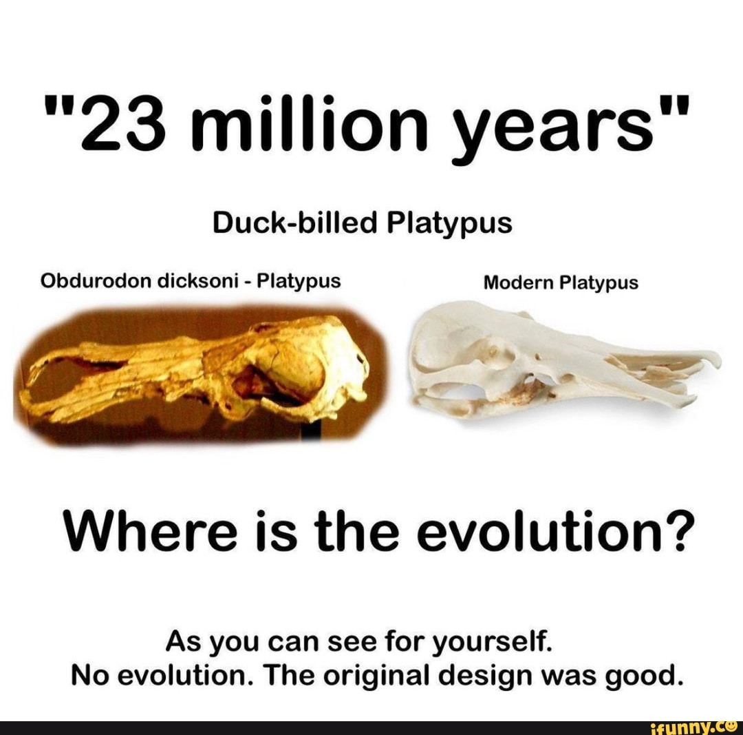 "23 million years" Duck-billed Platypus Obdurodon dicksoni - Platypus ...