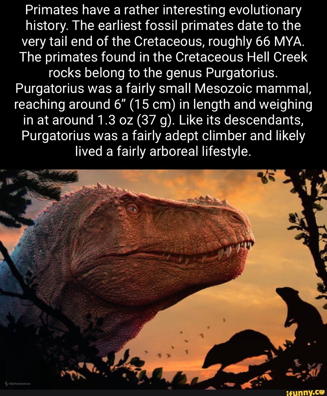 Primates memes. Best Collection of funny Primates pictures on iFunny