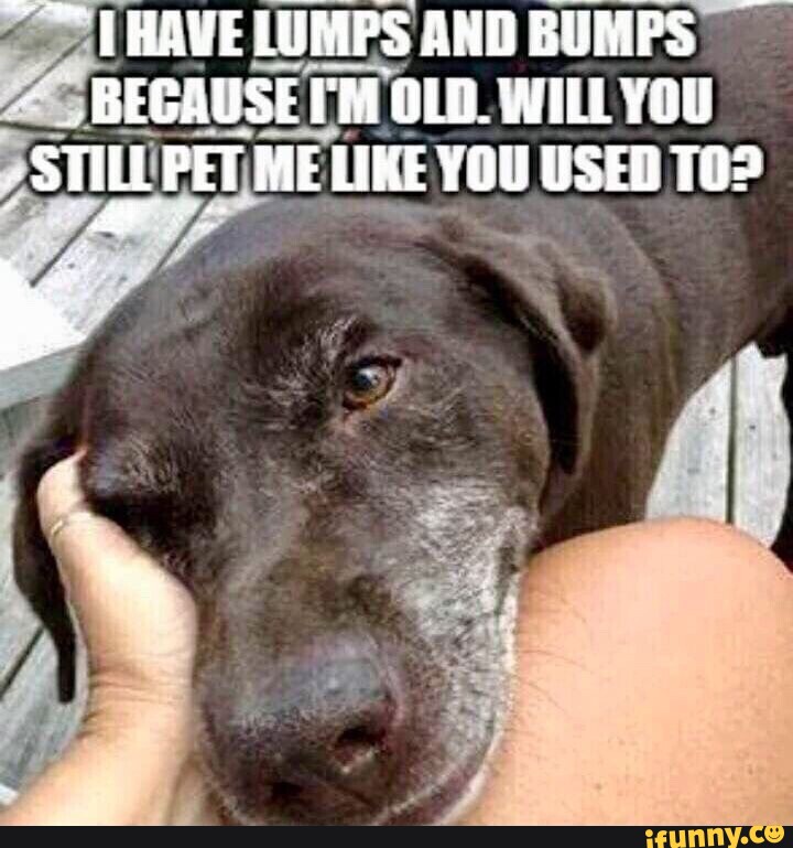 HAVE LUMPS AND BUMPS BECAUSE IM OLD_ WILL YOU STILL PET ME LIKE YOU ...