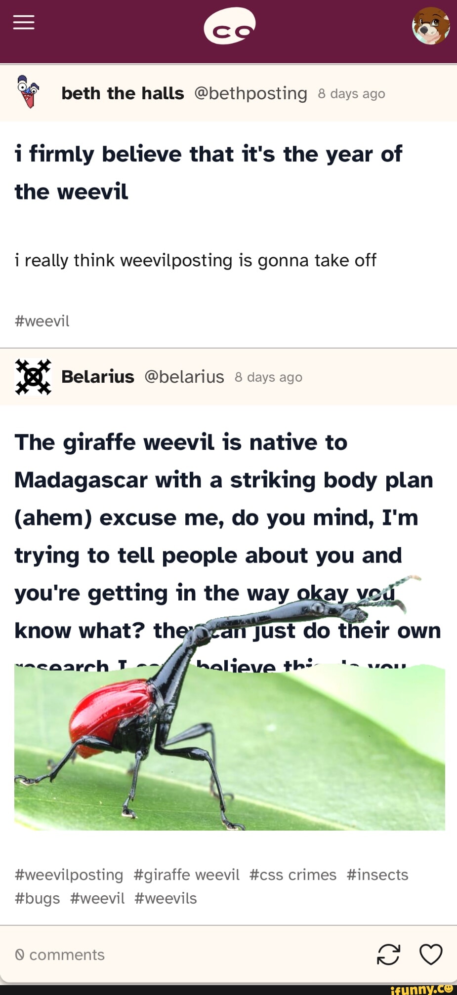 Weevil memes. Best Collection of funny Weevil pictures on iFunny