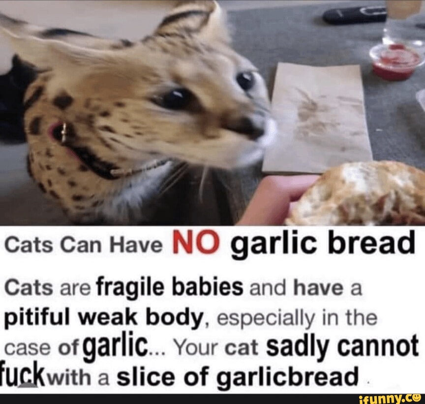 Pitiful memes. Best Collection of funny Pitiful pictures on iFunny