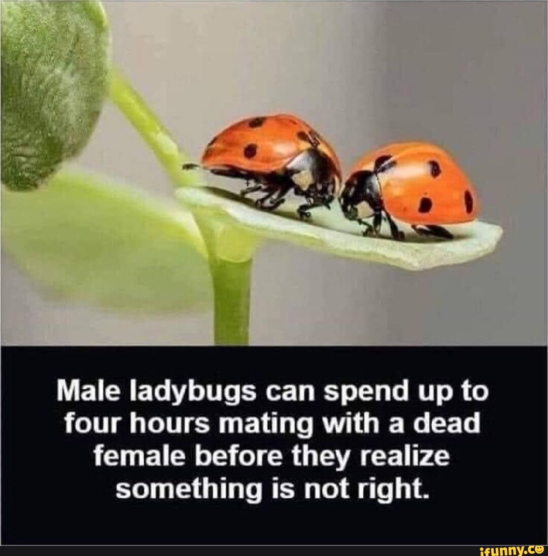 Ladybugs memes. Best Collection of funny Ladybugs pictures on iFunny
