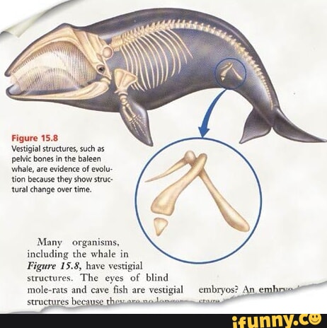 Pelvic memes. Best Collection of funny Pelvic pictures on iFunny