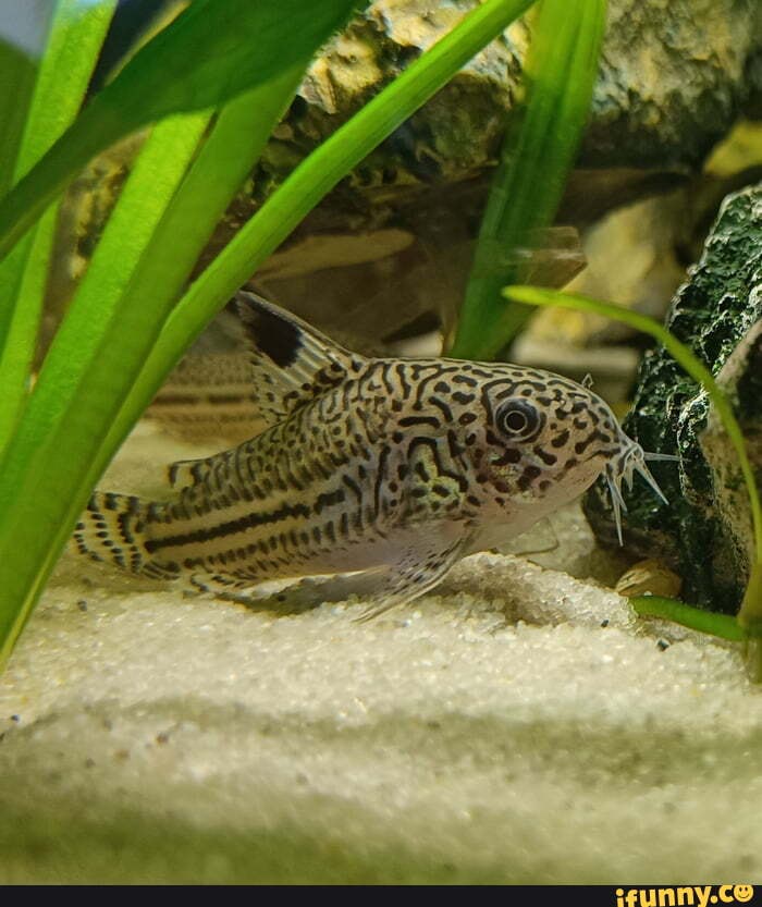 Corydoras memes. Best Collection of funny Corydoras pictures on iFunny