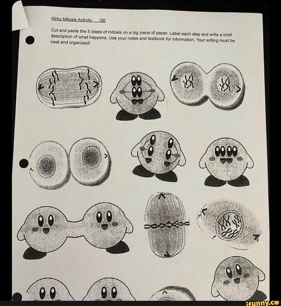 Kitby Mitosis Activity /30 Cut and paste the steps of mitosis on a big ...