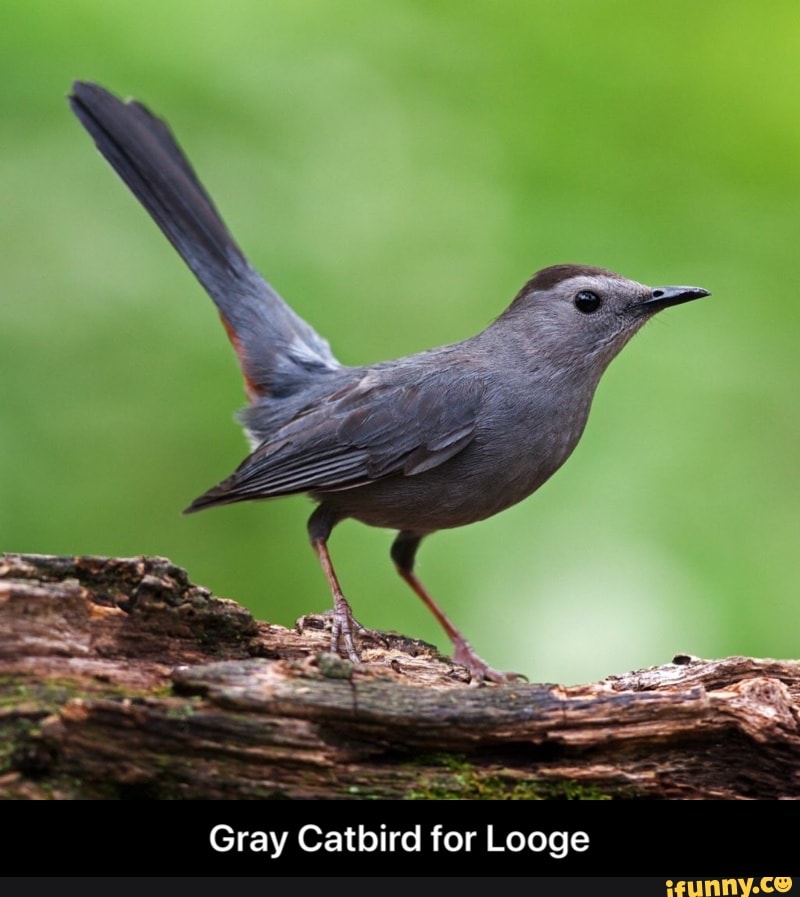 Catbird memes. Best Collection of funny Catbird pictures on iFunny