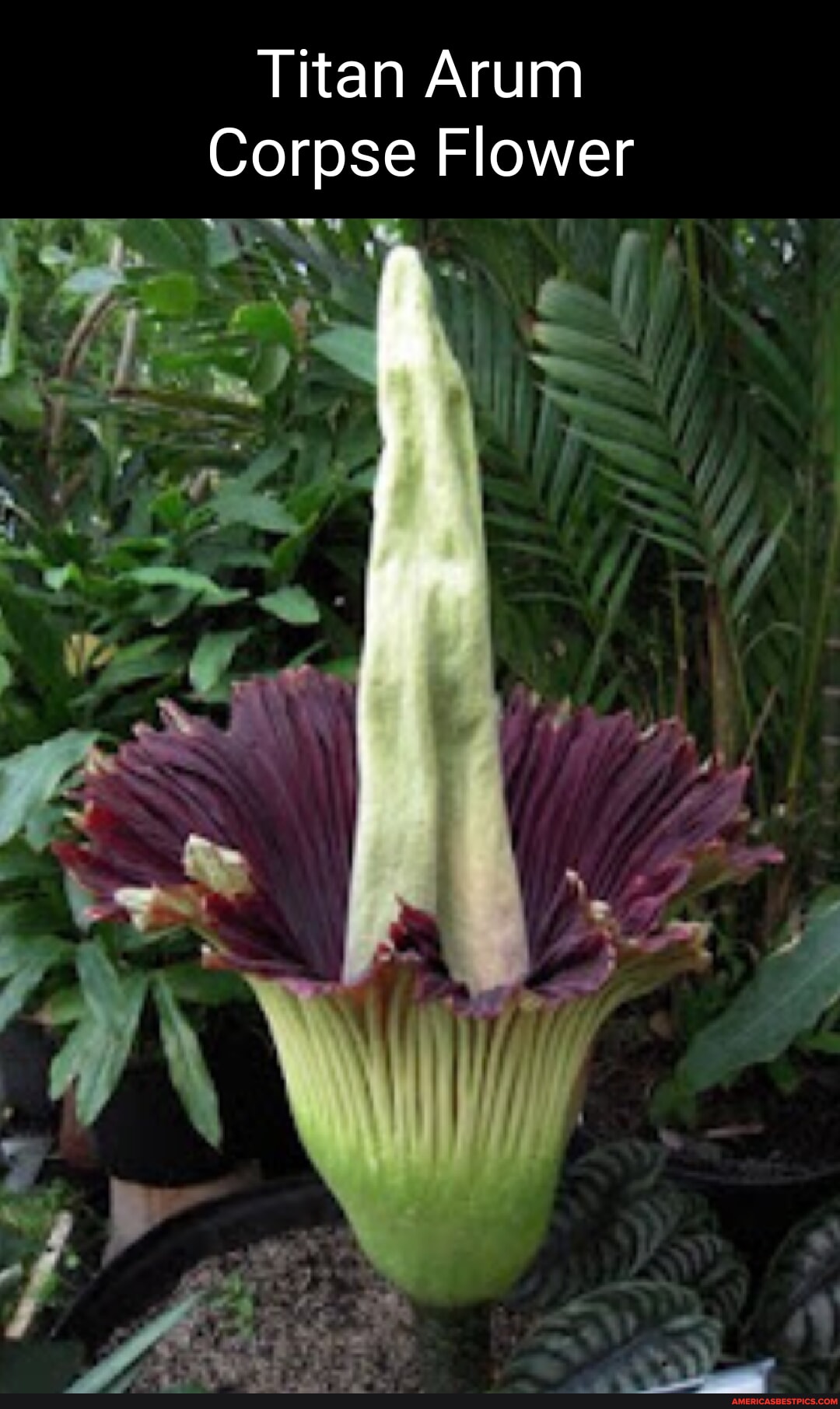 Titan Arum Corpse Flower - America’s best pics and videos