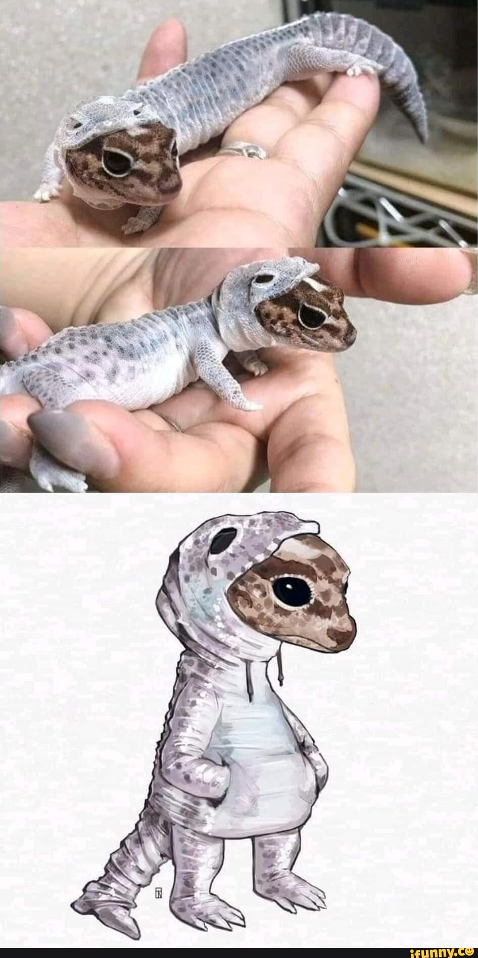 Lizard memes. Best Collection of funny Lizard pictures on iFunny